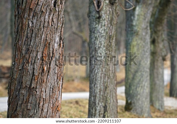 Close Tree Park Some Trees Standing Stock Photo 2209211107 | Shutterstock