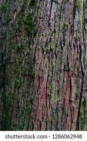 Close Tree Rainforest Stock Photo 1286062948 | Shutterstock