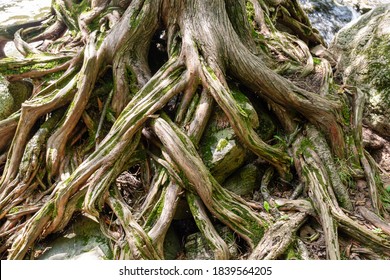 Closeup Big Tree Root Stock Photo (Edit Now) 719766181