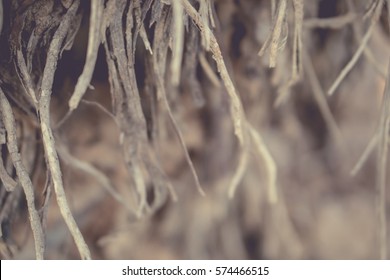 Close Tree Roots Background Stock Photo 574466515 | Shutterstock