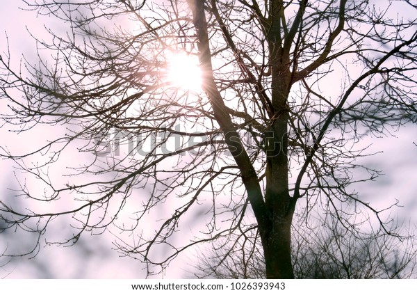 Close Tree Sun Rays Stock Photo 1026393943 | Shutterstock