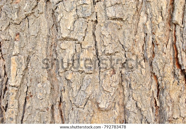 Close Tree Texture Stock Photo 792783478 | Shutterstock
