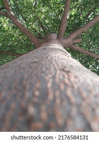 Close Tree Trunk Captured Below Stock Photo 2176584131 | Shutterstock