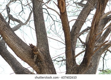 Close Trunk Branches Big Tree Stock Photo 637602610 | Shutterstock