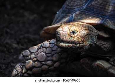 4,148 Testudin Images, Stock Photos & Vectors | Shutterstock