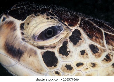3,310 Sea Turtle Face Images, Stock Photos & Vectors | Shutterstock