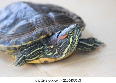 Close Turtle Turtle Looking Camera Stock Photo 2126433653 | Shutterstock