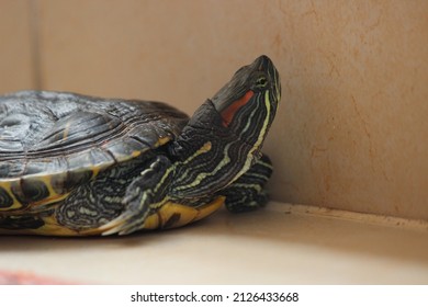 Close Turtle Turtle Looking Camera Stock Photo 2126433668 | Shutterstock