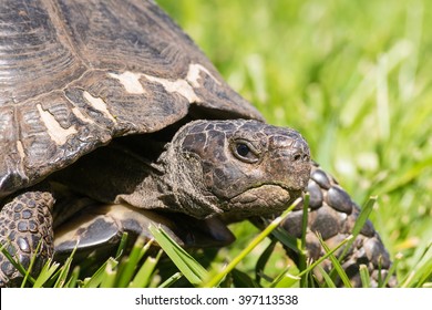 831 Angry turtle Images, Stock Photos & Vectors | Shutterstock