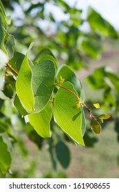 767 Mopane tree Images, Stock Photos & Vectors | Shutterstock