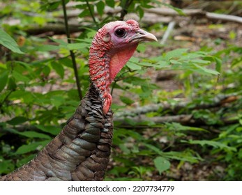 11,378 Wild Turkey Head Images, Stock Photos & Vectors | Shutterstock