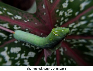 923 Insect lavas Images, Stock Photos & Vectors | Shutterstock