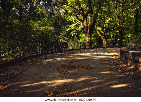 Close Paths Among Trees That Lead Stock Photo 1522420589 | Shutterstock