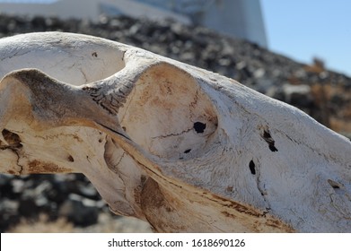 243 Donkey skull Images, Stock Photos & Vectors | Shutterstock