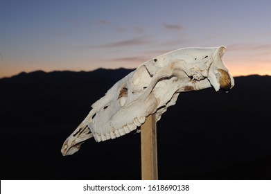 243 Donkey skull Images, Stock Photos & Vectors | Shutterstock