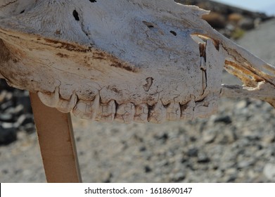 243 Donkey skull Images, Stock Photos & Vectors | Shutterstock