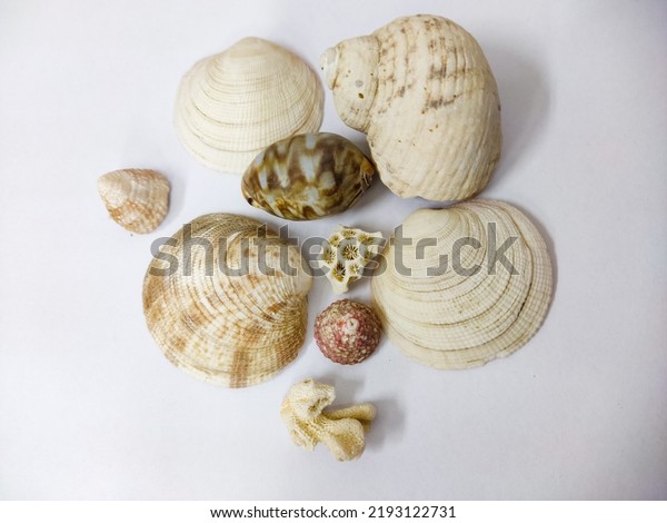Close Various Sea Shells Stock Photo 2193122731 | Shutterstock