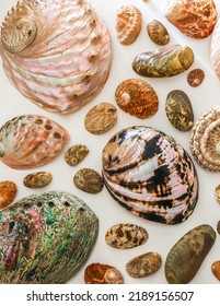 Close View Assorted Abalone Shells On Stock Photo 2189156507 | Shutterstock