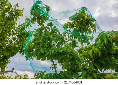 563 Cherry tree net Images, Stock Photos & Vectors | Shutterstock