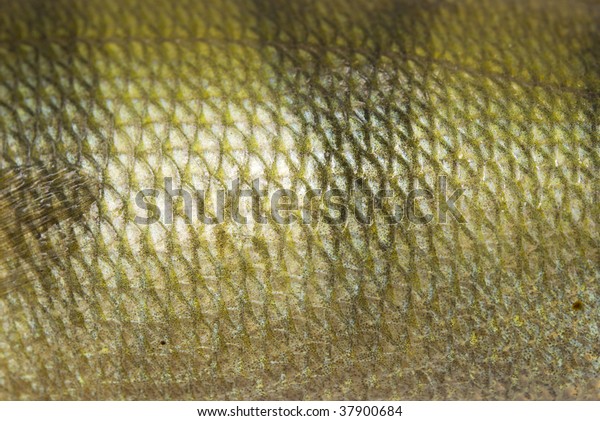 4,817 Bass Fish Scales Stock Photos, Images & Photography | Shutterstock