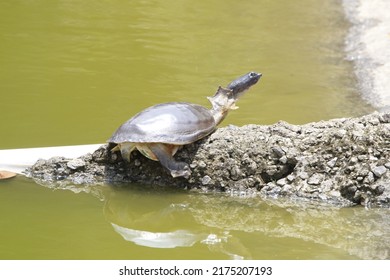 24 Indian Flap Shell Turtle Images, Stock Photos & Vectors | Shutterstock