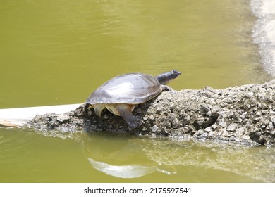 24 Indian Flap Shell Turtle Images, Stock Photos & Vectors | Shutterstock