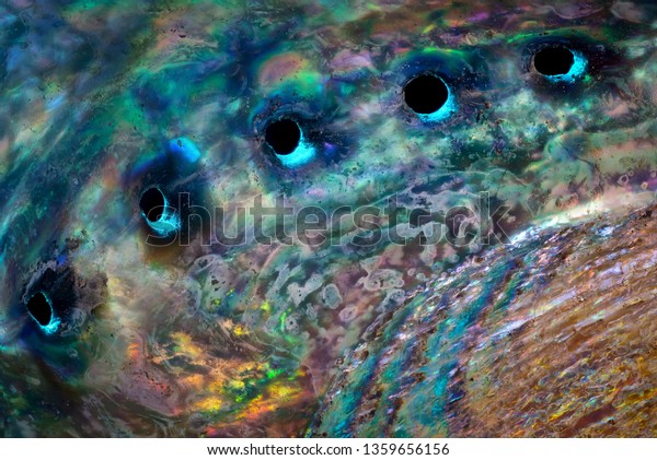Close View Inside Surface Abalone Shell Stock Photo 1359656156 ...