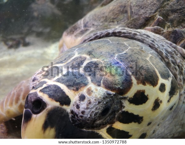 Close View Loggerhead Sea Turtle Found Stock Photo 1350972788 ...