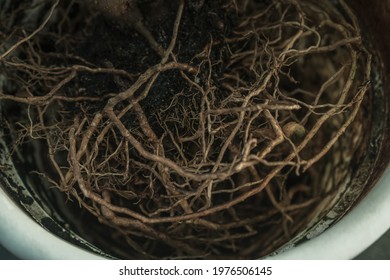 401 No root system Images, Stock Photos & Vectors | Shutterstock