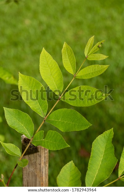 Close View Pecan Tree Leaf Galls Stock Photo (Edit Now) 1782943964