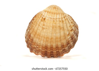 Close View Scallop Shell Isolated On Stock Photo (Edit Now) 67257550