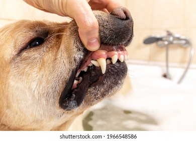 926 Angry Labrador Images, Stock Photos & Vectors | Shutterstock