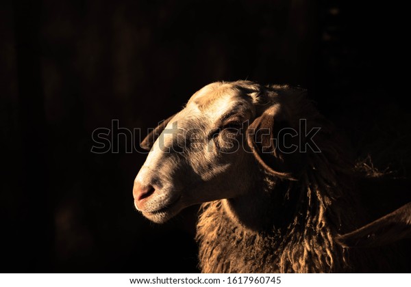 Close View Sheep Head Side View Stock Photo 1617960745 | Shutterstock