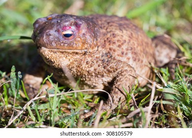 164 Toad Runner Images, Stock Photos & Vectors | Shutterstock