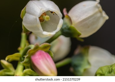 Blueberry shape Images, Stock Photos & Vectors | Shutterstock