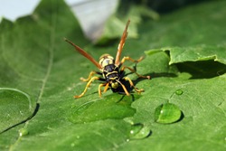 Wasp featuring close-up, close, and detail, an Animal Photo by Viktor
