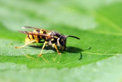 Wasp featuring close-up, close, and detail, an Animal Photo by Viktor
