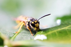 Wasp featuring wasp, close-up, and close, an Animal Photo by Viktor