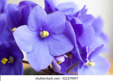 Close Violets Flowers Stock Photo 527143270 | Shutterstock