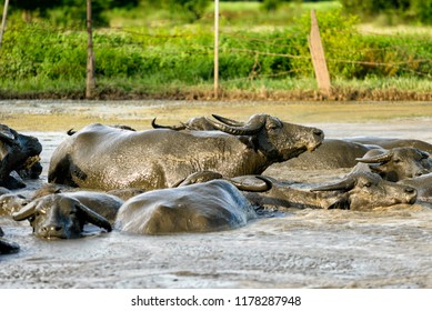 Close Water Buffalo Mud Stock Photo 1178287948 | Shutterstock