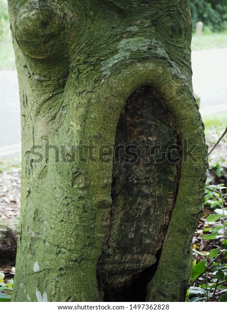 Close Weird Tree Trunk Like Screaming Stock Photo 1497362828 | Shutterstock