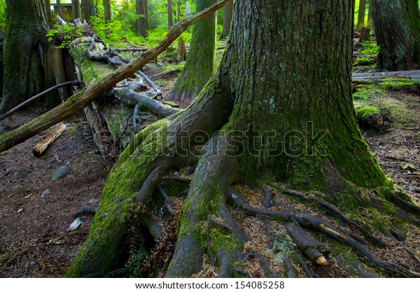 Close Western Hemlock Tree Forest Floor Stock Photo (Edit Now) 154085258