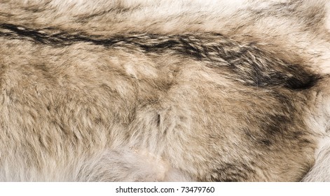 8,261 Wolves skin Images, Stock Photos & Vectors | Shutterstock