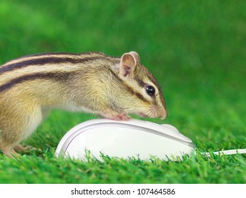 Close Working Chipmunk Stock Photo 107464586 | Shutterstock