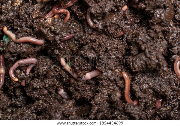 Close Worms On Ground Stock Photo 1854454699 | Shutterstock