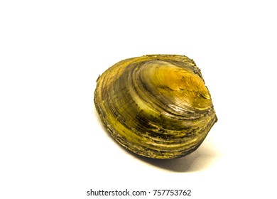 Closed Clam Shell Stock Photo (Edit Now) 757753762