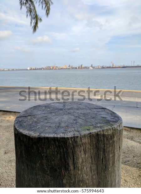 Closed View Half Cut Tree That Stock Photo 575994643 | Shutterstock