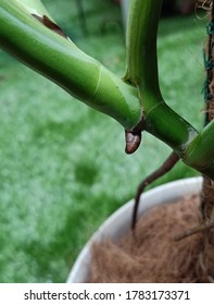 Closer Look Monstera Deliciosa Node Monstera Stock Photo 1783173371 ...