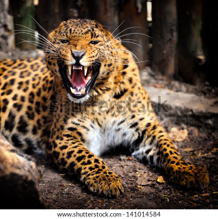 Closeup Angry Leopard Stock Photo (Edit Now) 141014584 - Shutterstock