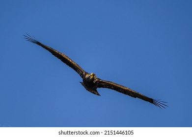 1,275 Eagle captured Images, Stock Photos & Vectors | Shutterstock